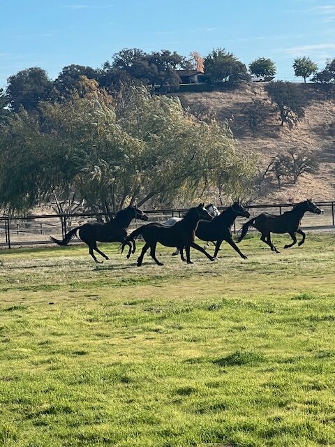 Eagle Oak Ranch – Premier Equestrian Ranch